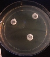 Kirby-Bauer Diffusion Testing Assessment Answers